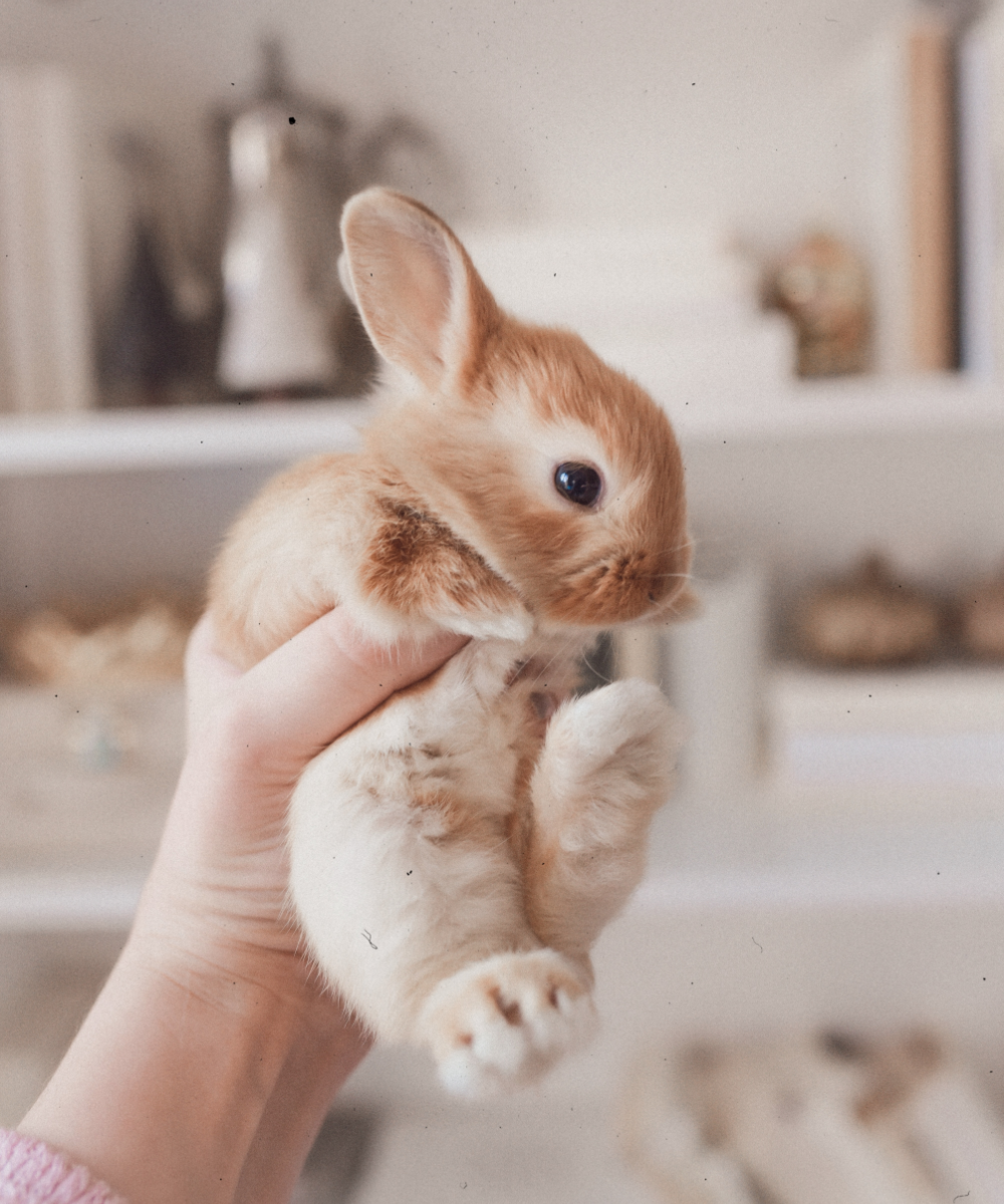 PREMIUM CUTTLEFISH BONES 5KG BULK | 1299006